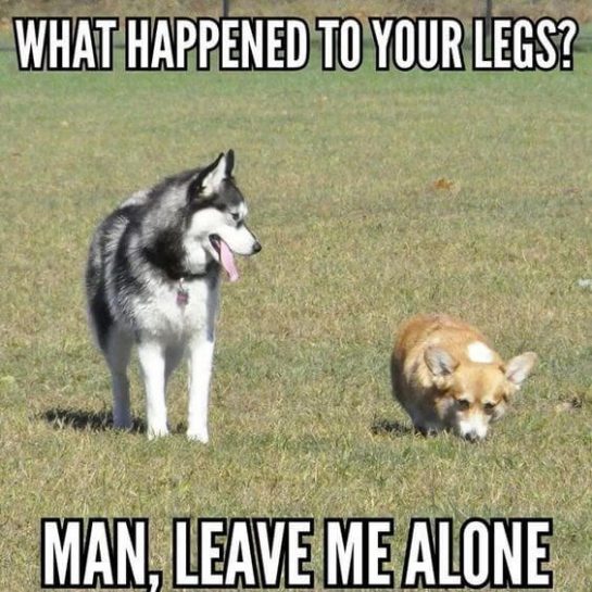 The 15 Best Corgi Memes That Will Totally Make You Smile! - The Dogman
