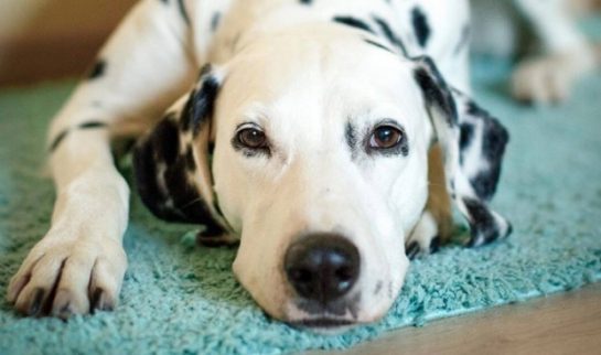 15 Funniest Dalmatian Memes - The Dogman