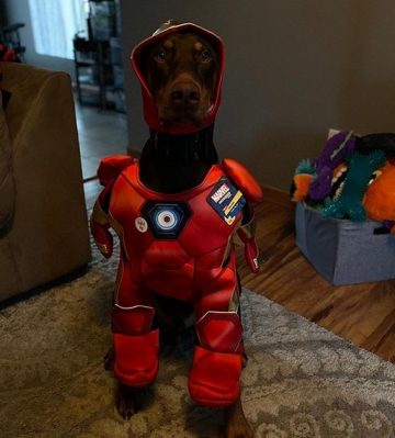 15 Best Doberman Costumes To Celebrate Halloween 2020 - The Dogman