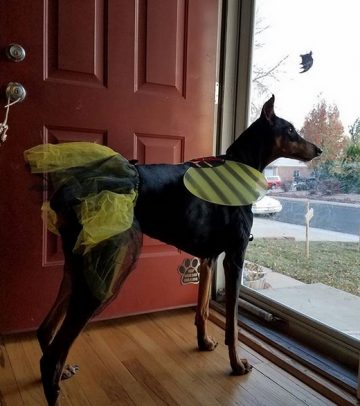 15 Best Doberman Costumes To Celebrate Halloween 2020 - Page 5 of 5 ...
