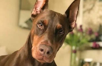 The Dogman: The Place for Dog Owners and Lovers