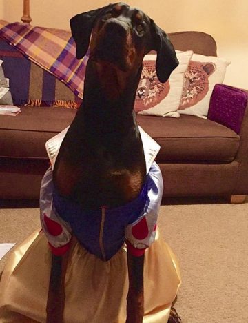 15 Best Doberman Costumes To Celebrate Halloween 2020 - Page 3 of 5 ...