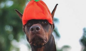 16 Entertaining Nail Designs for Doberman Pinscher Owners - The Dogman