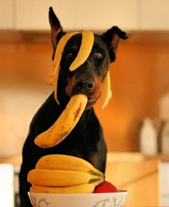 12 Reasons Why Your Doberman is Staring at You Right Now - The Dogman