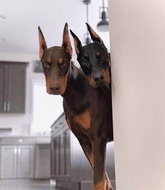 12 Reasons Why Your Doberman is Staring at You Right Now - The Dogman