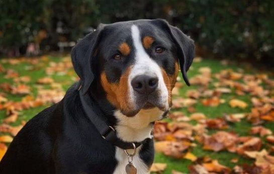 The Dogman: The Place for Dog Owners and Lovers