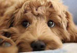 Labradoodle Dog Breed Information - The Dogman