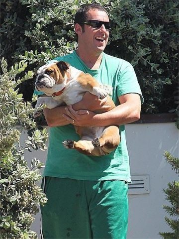 20 Celebrities Who Love Their English Bulldogs - The Dogman