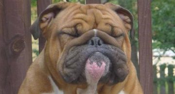 15 Hilarious English Bulldog Memes Will Make Your Day - The Dogman