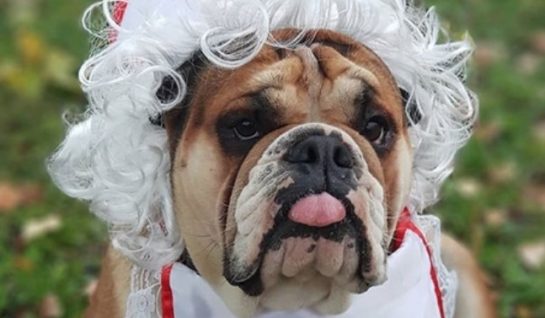 15 Hilarious English Bulldog Memes Will Make Your Day - The Dogman