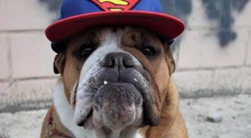 15 Hilarious English Bulldog Memes Will Make Your Day - The Dogman