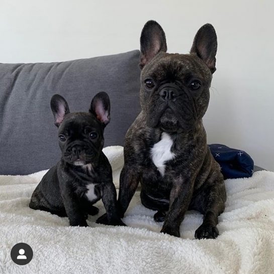 14 Things French Bulldog Owners Must Never Forget - The Dogman