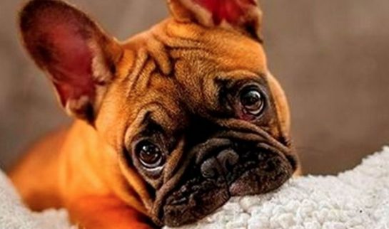 15 Interesting Facts About French Bulldogs - The Dogman