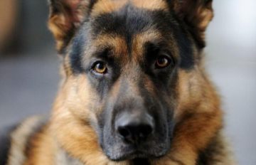 16 Most Popular Celebrities and their German Shepherds - The Dogman