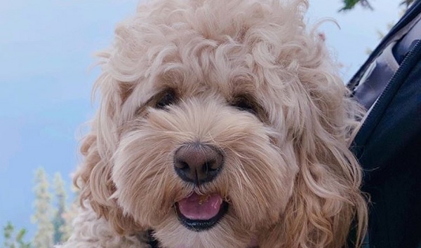 14 Signs You Are a Crazy Goldendoodle Person - The Dogman