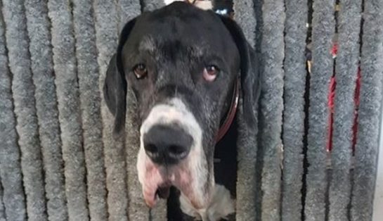 15 Celebrities and their Great Danes - The Dogman