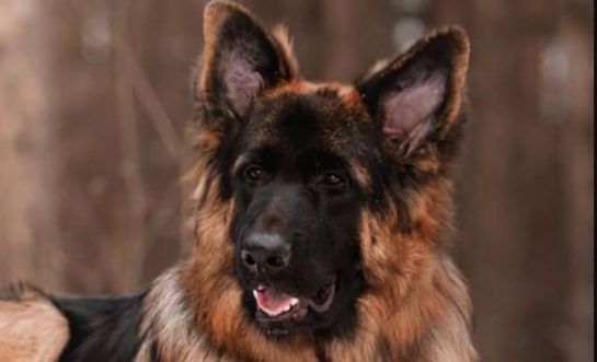 100 Rich Male Dog Names - The Dogman