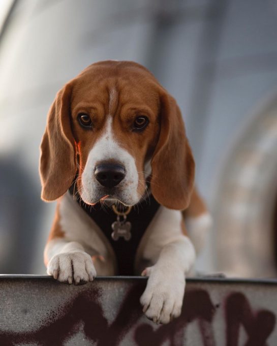 12 Things Beagle Owners Must Never Forget - The Dogman