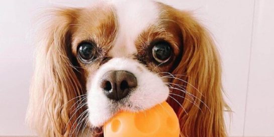 15 Best Cavalier King Charles Spaniel Memes - The Dogman