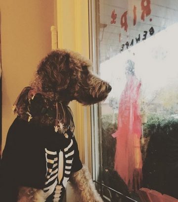 15 Funny Pictures Showing How Labradoodles Got Ready For Halloween ...