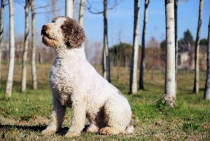 15 Amazing Facts About Lagotto Romagnolo You Probably Never Knew - The ...