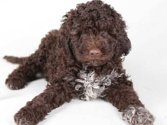 15 Amazing Facts About Lagotto Romagnolo You Probably Never Knew - The ...