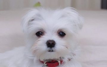The Dogman: The Place for Dog Owners and Lovers