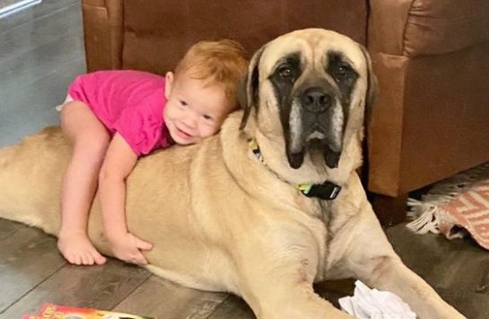 10 Most Popular Dog Breeds in Ukraine - The Dogman