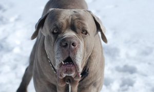 300+ Popular Neapolitan Mastiff Dog Names - The Dogman