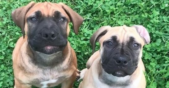 15 Mastiff Memes That Will Make Your Day - The Dogman