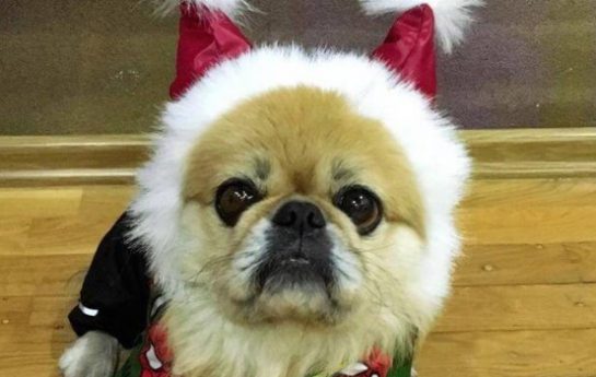 15 Best Pekingese Memes - The Dogman