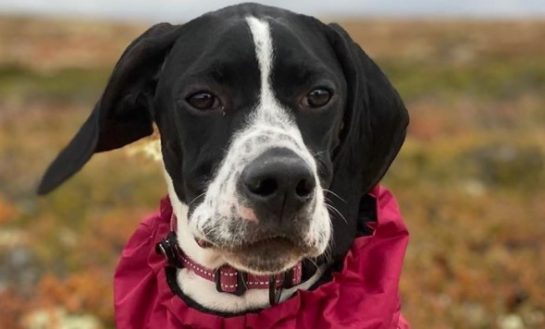 15 Cool Facts About Pointers - The Dogman