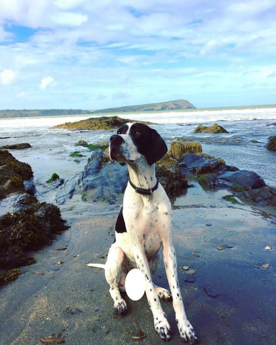 15 Amazing Facts About English Pointers You Probably Never Knew - The ...