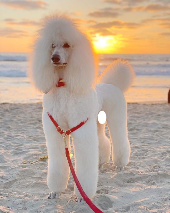 14 Signs You Are a Crazy Poodle Person - The Dogman