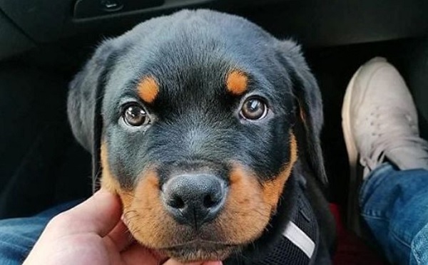 14 Signs You Are A Crazy Rottweiler Person - The Dogman