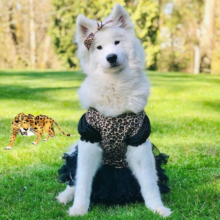 15 Of The Very Best Samoyeds Wearing Halloween Costumes - The Dogman