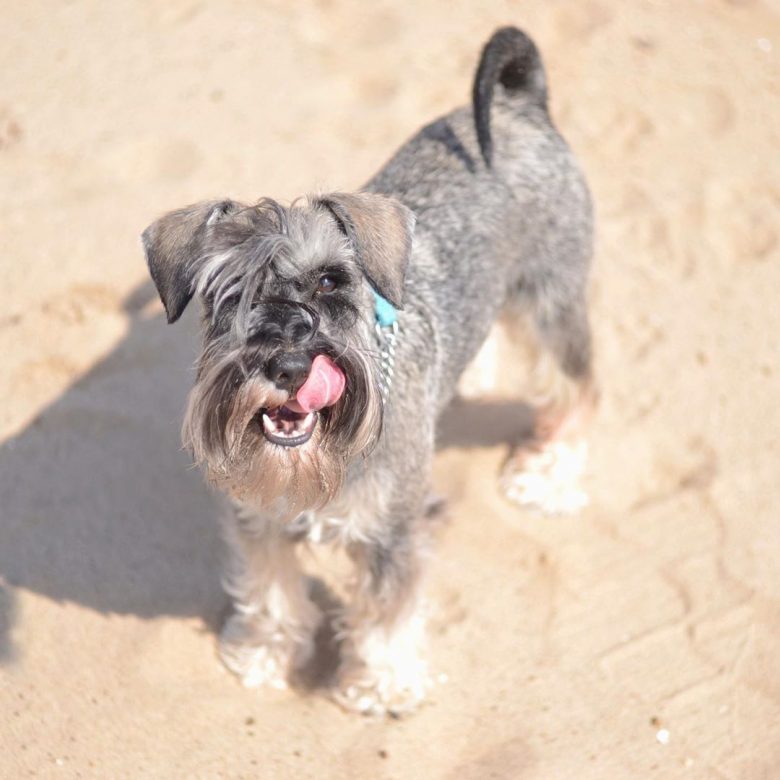 15 Interesting Facts About Schnauzers - The Dogman