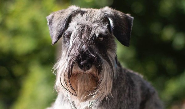 15 Interesting Facts About Schnauzers - The Dogman