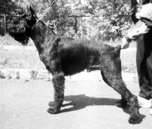 15 Interesting Facts About Schnauzers - The Dogman