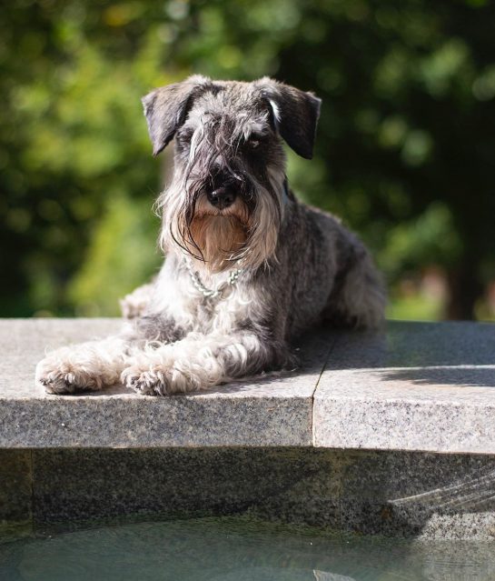 15 Interesting Facts About Schnauzers - Page 2 of 5 - The Dogman