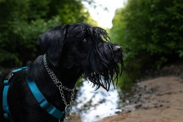 15 Interesting Facts About Schnauzers - The Dogman