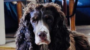 14 Springer Spaniel Photos That Will Raise Your Mood - The Dogman