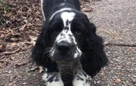 The 14 Craziest Things That Springer Spaniels Do - The Dogman