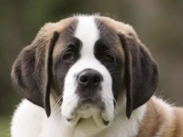 14 Amazing Facts About The St. Bernard | The Dogman