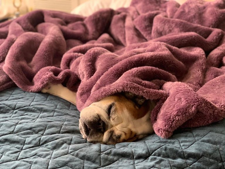 12 Things English Bulldogs Do That Drive Us Nuts - The Dogman