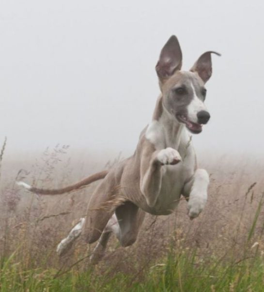 14 Things That Make Your Whippet Happy - The Dogman