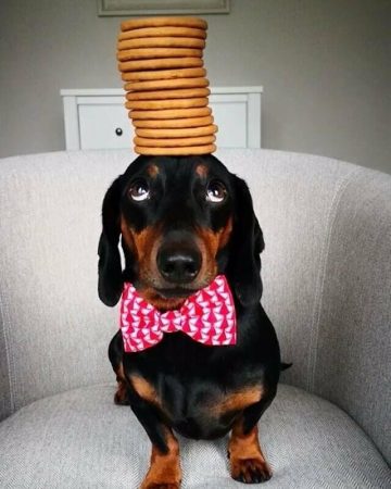 Harlso The Dachshund Striking With Its Sense Of Balance - The Dogman