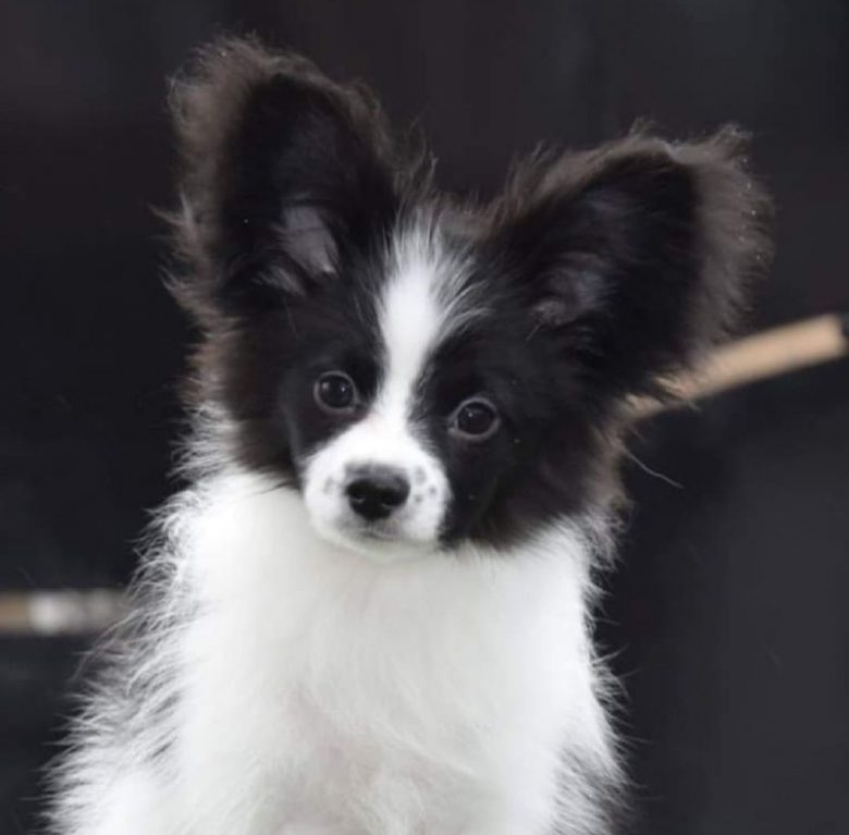14 Cool Facts About Papillons - The Dogman