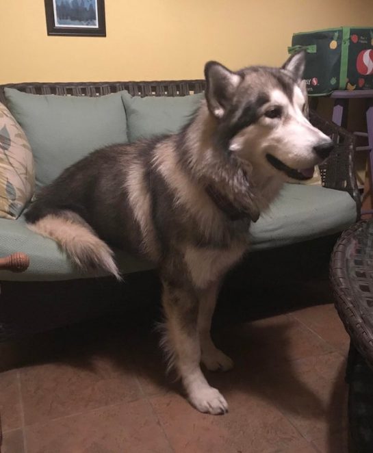 14 Photos That Prove Malamutes Are the Best Dogs - The Dogman