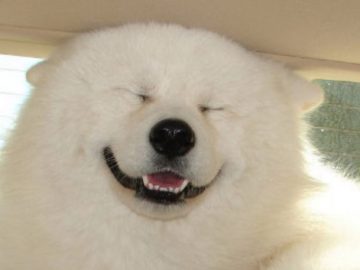 15 Realities That New Samoyed Owners Must Accept | The Dogman